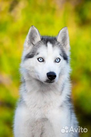 Хасочка Рикки ищет дом