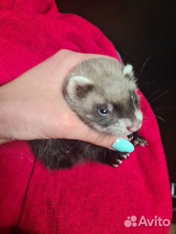 Хорек (малышь)