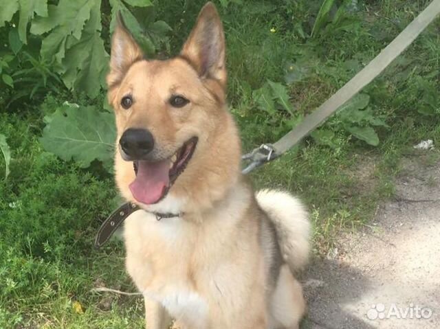 Любители рыжиков, где вы #собака в дар