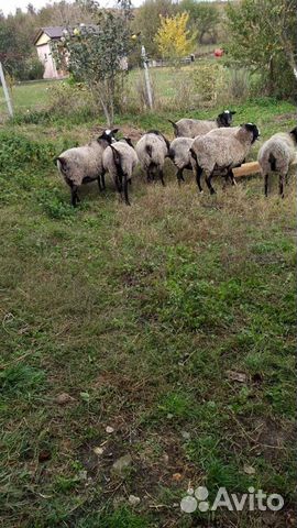 Продам романовских ярок и ягнят
