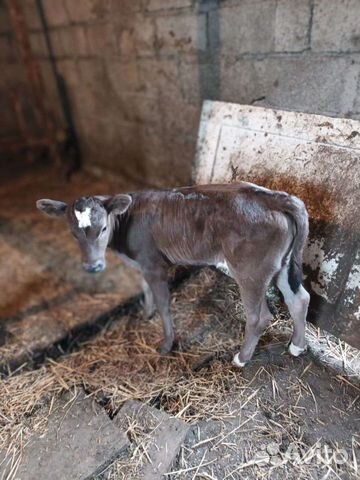 Тёлочка (буша)