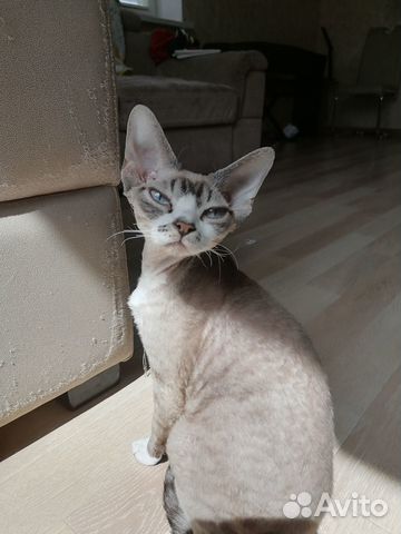 Беременная молоденькая кошечка