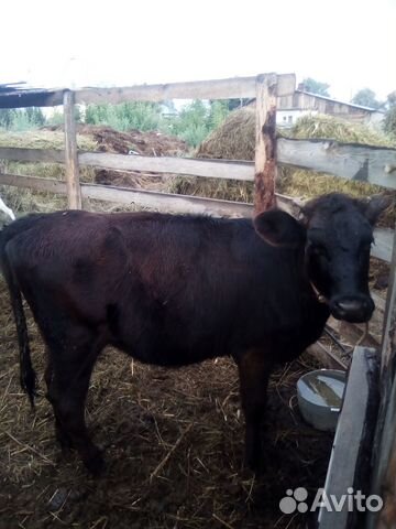 Телка,вьетнамцы,козёл