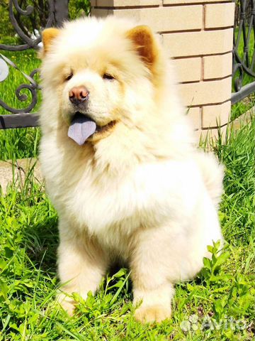 Чау-чау кремовый мальчик