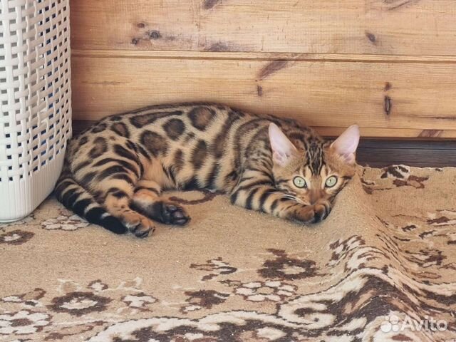 Бенгальская кошка