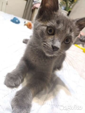 Чудесный котенок ищет дом