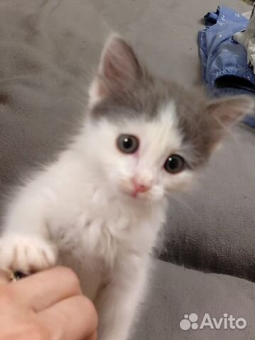 Котик Пушок