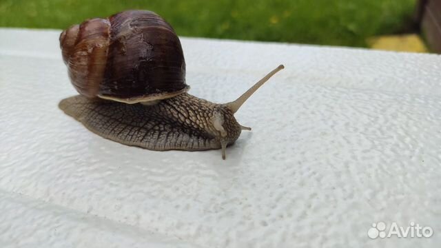 Виноградная улитка