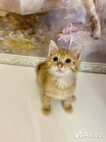 Котята в добрые руки бесплатно