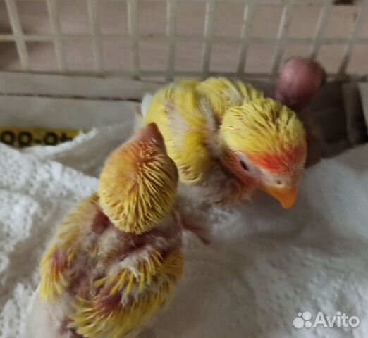 Ручные неразлучники(бронь)