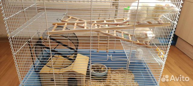 Продам крысу+клетка