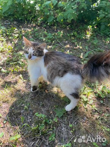 Кошка в СНТ принесла 3 котят