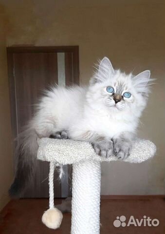 Милашки невские котята