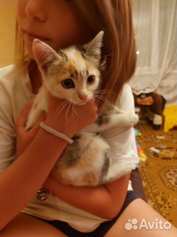 Котенок в добрые руки бесплатно