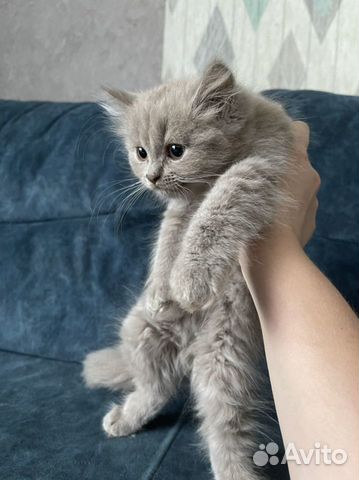 Британский котёнок