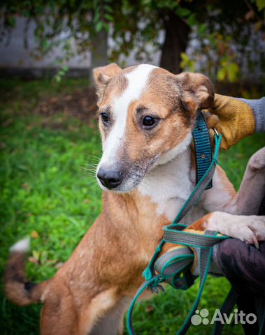 Девочка из черного приюта