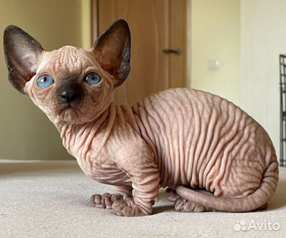 Мальчишка бамбино