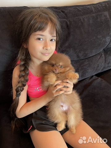 Шпицы шоколадные и лиловые с подпалом