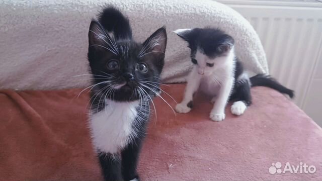 Котенок в дар бесплатно