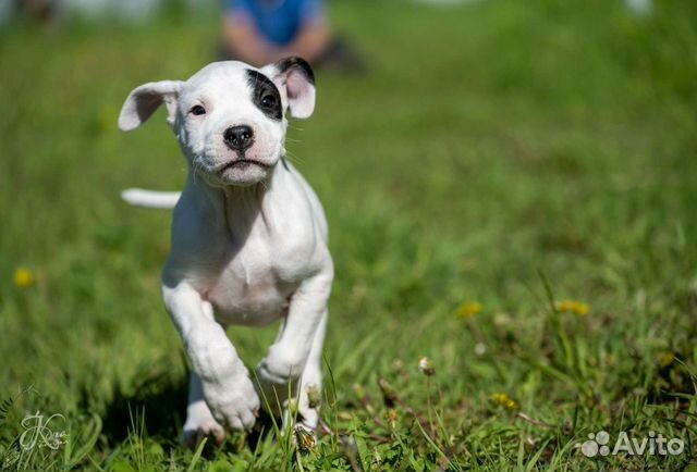 Аргентинский дог, девочка