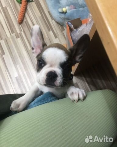 Щенки французский бульдог