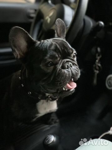 Вязка француза