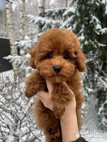 Той-пудель Луи РКФ