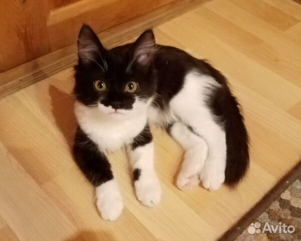Котёнок в добрые руки