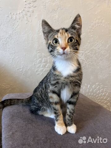 Котенок девочка 3 мес