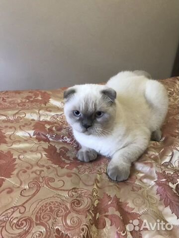 Котик шотладский вязка