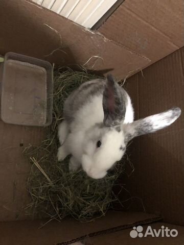 Кролик в добрые руки