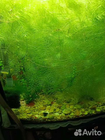 Украшение для аквариума