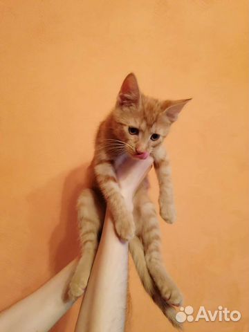 Рыжий котёнок мальчик