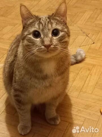 Котик в добрые руки