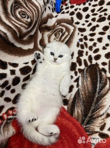 Шотландские котята