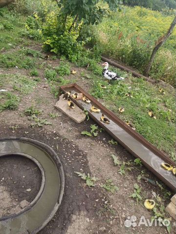 Индоутка, с утятами