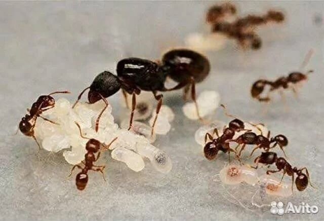 Tetramorium caespitum