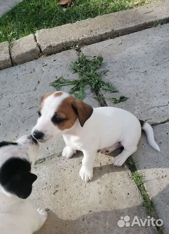 Щенки джек рассел терьер гладкошерстный