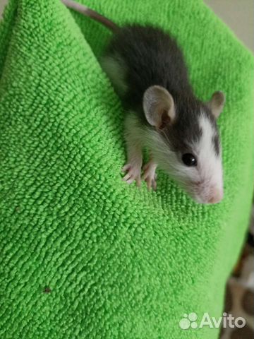 Крысы дамбо девочки