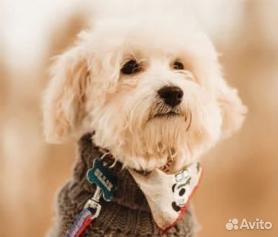 Очаровашка мальтипу