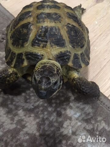 Черепаха сухопутная