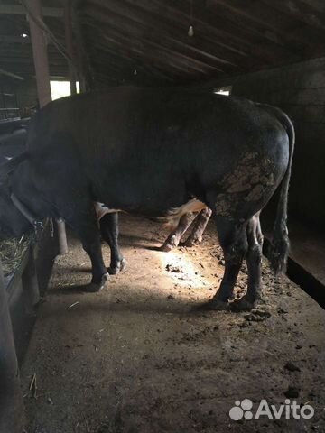 Быки на мясо