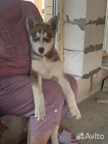 Собаки хаски
