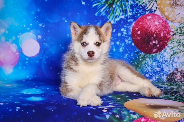 Помски щенок Милтон