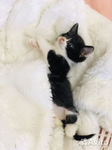 Котенок в добрые руки