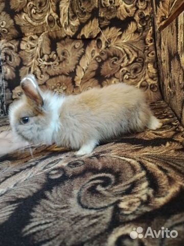 Декоративные кролики