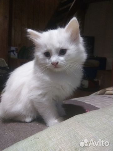 Белые котятки