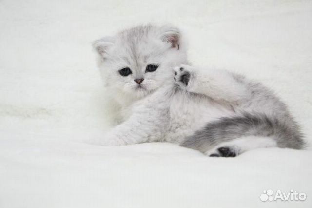 Серебристые котята