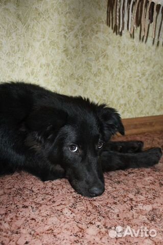 Щенок в добрые руки девочка