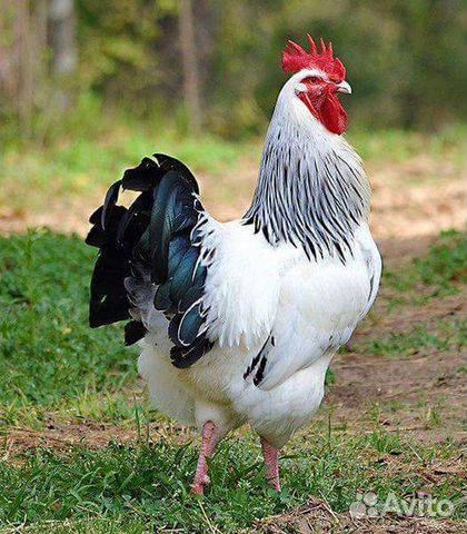 Петух брама